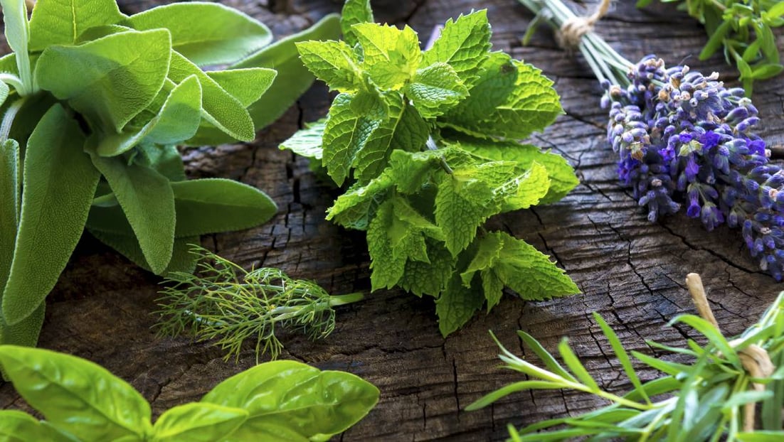 Cinco plantas medicinales, que te pueden ser de utilidad.